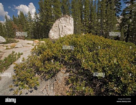 Huckleberry Oak Quercus Vaccinifolia Sprawling Over Granite Boulder