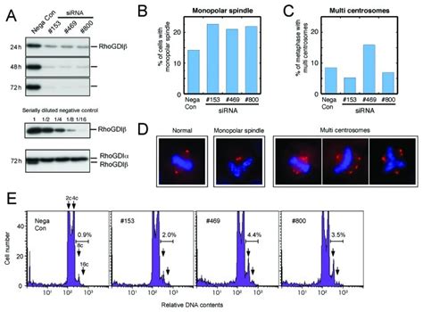 Effects Of Sirna Knockdown Of Rhogdiβ In Hela Cells A Stealth Rnai
