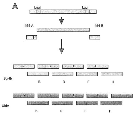 Synthesis Of Sequence Verified Nucleic Acids Eureka Patsnap
