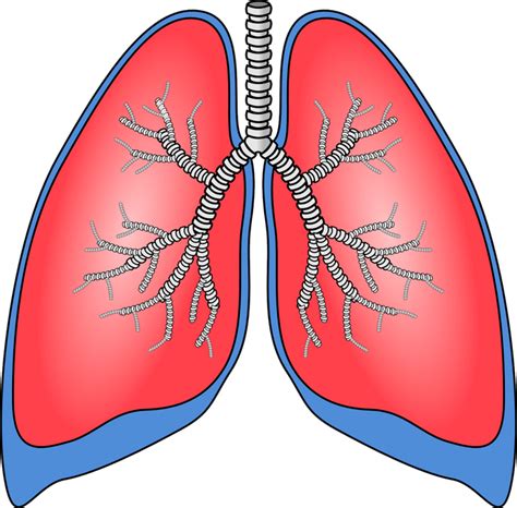 肺器官芯片的历史、起源和发展 知乎