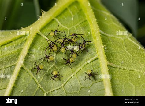 Squash Beetle Larvae Instar On The Underside Of Pumpkin Plant Leaf Garden Insects Gardening