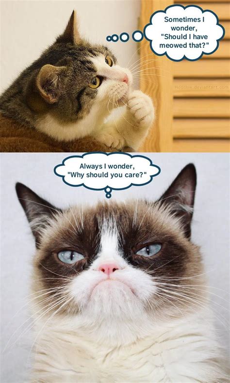 Grumpy Lolcats Lol Cat Memes Funny Cats Funny Cat Pictures With Words On Them Funny