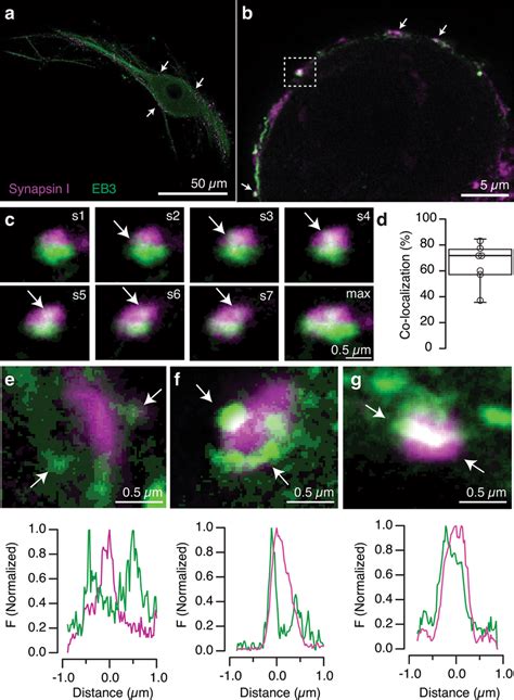 Sted Microscopy Reveals The Invasion Of Synapsin Clusters By Eb3