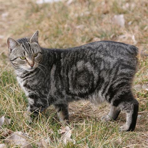 Are Manx Cats Small At Cristopher Robertson Blog