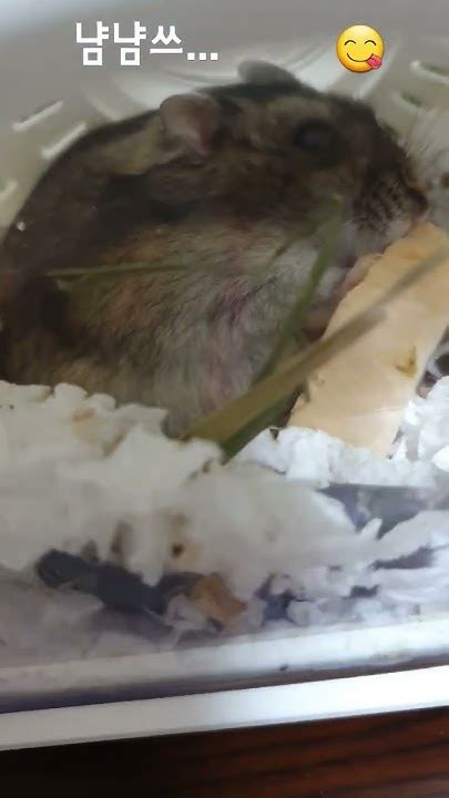 식빵먹방 햄스터 햄스터용 간식 Hamster Cute Youtube