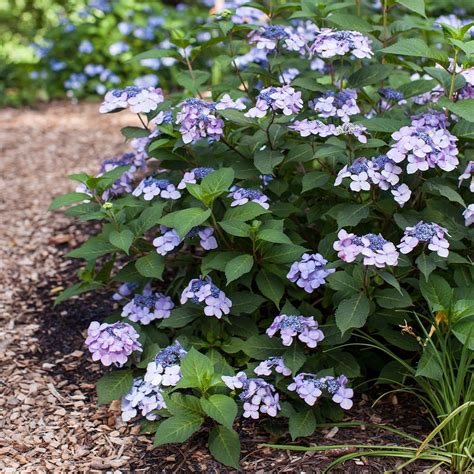 Endless Summer® Twist N Shout® Hydrangea Shrubs For Sale
