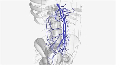 Premium Photo He Hepatic Portal System Is The System Of Veins That