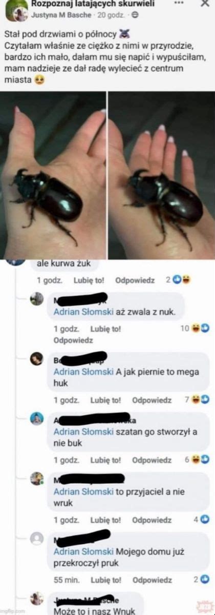 How To Understand Polish Memes Funny Cat Meme With Polish Text Bugs