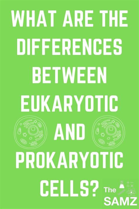 What Are The Differences Between Eukaryotic And Prokaryotic Cells Prokaryotic Cell