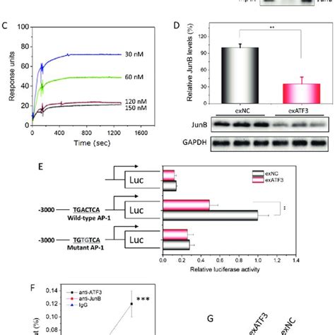 Schematic Diagram Of The Atf3junb Pathway In Endometrial Carcinoma As