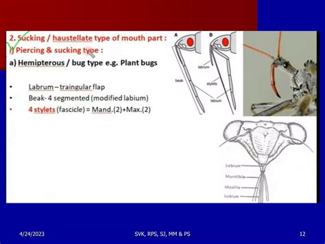 Aen 201 Ex No 4 Mouthpartpptx