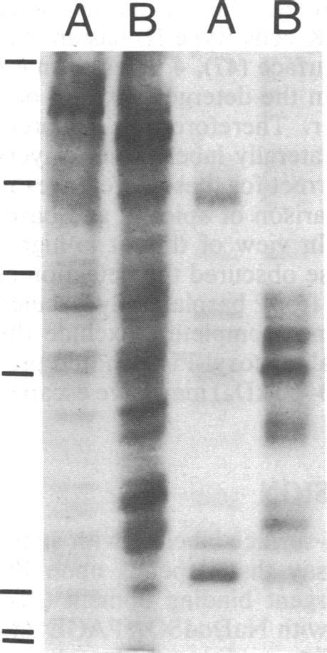 Selective Labeling Of The Apical Or Basolateral Surface Download