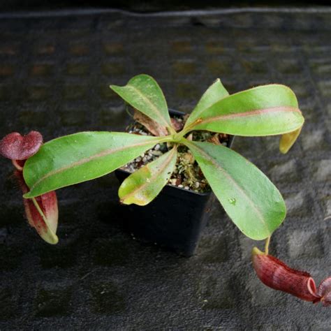 Nepenthes Lowii X Veitchii X Boschiana Red Ruffled X Rokko X
