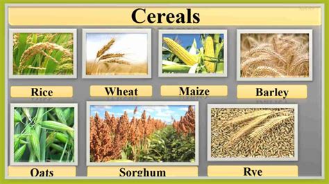 Field Crops And Their Classification Ppt Free Downlaod