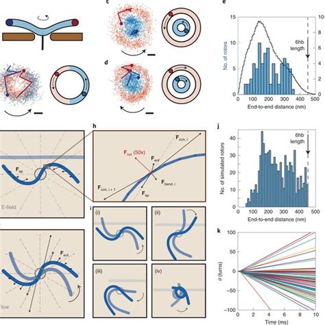 Unidirectional Rotation Of A Dna Rotor Under A Transmembrane Voltage A Download Scientific