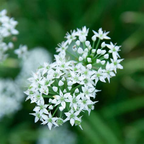 Garlic Chives Seeds Allium Tuberosum Seeds Everwilde Farms