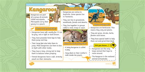 Ks1 Kangaroo Fact File Animals Twinkl