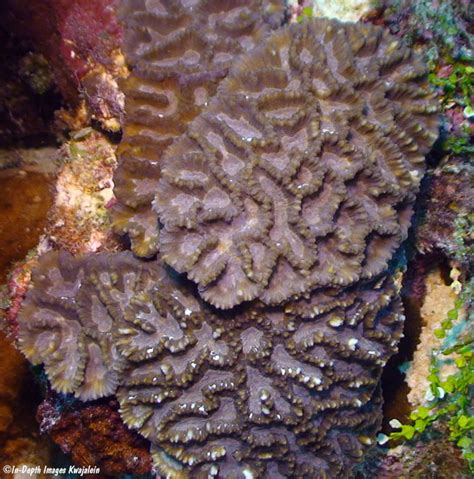 Oulophyllia Sp 1 Kwajalein Marshall Islands