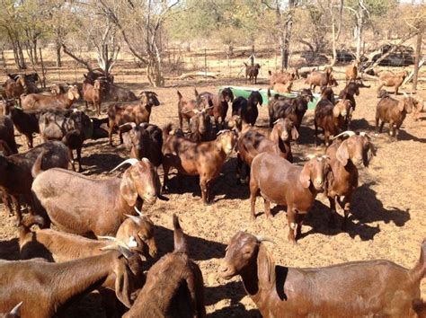 Kalahari Red Goat Photo Breed Description