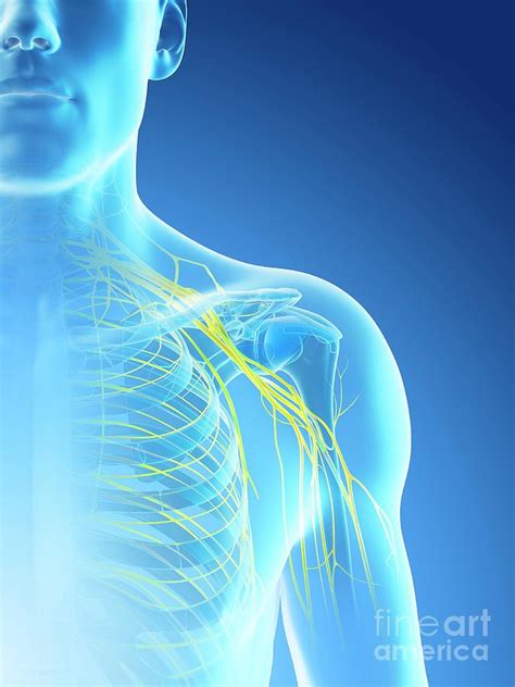 Shoulder Anatomy Nerves