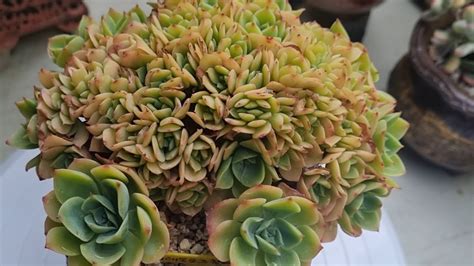 이쁘게 묵은목대 아이들 Youtube