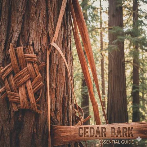What Is The Meaning Of Cedar Bark Essential Guide