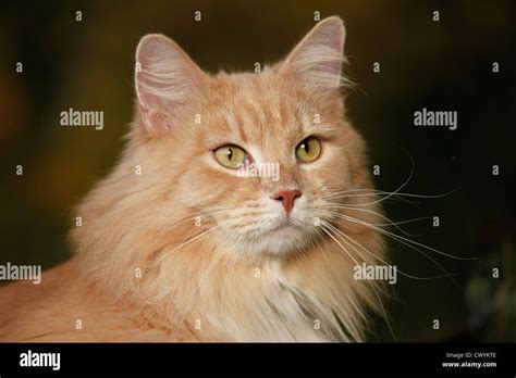 Cream Mackerel Tabby White Hi Res Stock Photography And Images Alamy