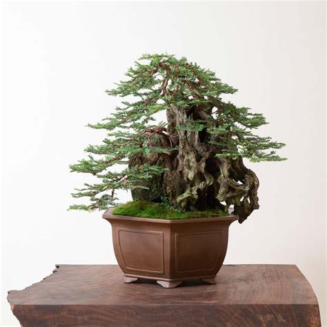 Redwood Bonsai Guide Bonsai Mirai