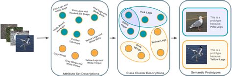 evaluating the explainability of attributes and prototypes for a