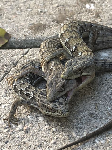 Southern Alligator Lizard Bite