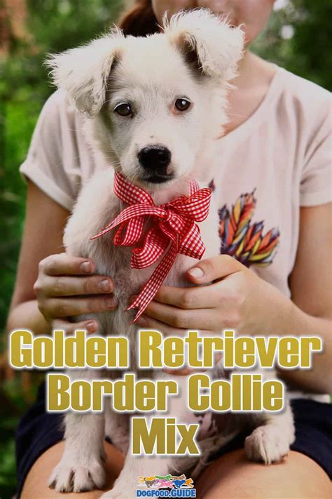 Mix Border Collie Golden Retriever