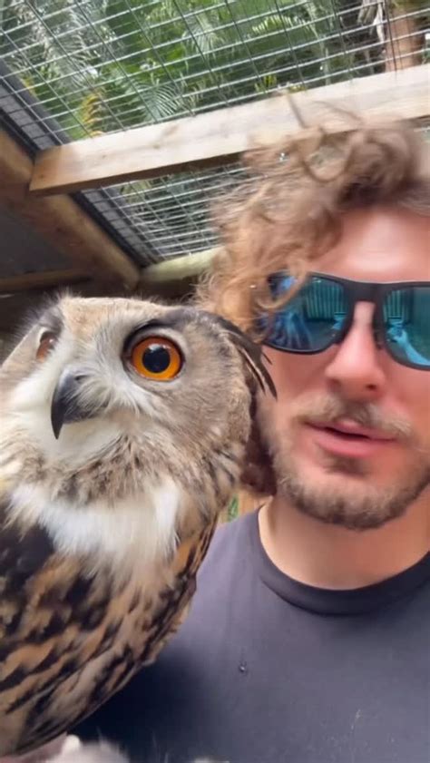 Powerful Owl Size Comparison
