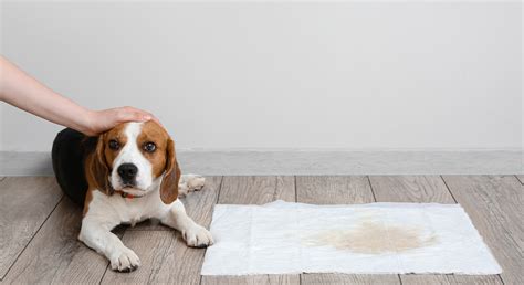 Why You Shouldnt Train Your Pup To Use A Pee Pad Even If Its