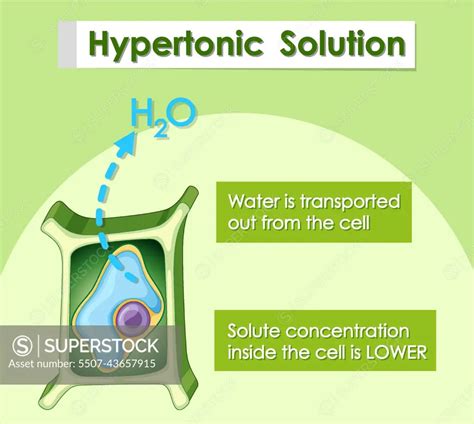 Hypertonic Diagram Simple