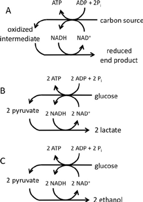 Fermentation A General Strategy B Homolactic Acid Fermentation And