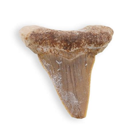 Dinte De Rechin Fosilizat Din Maroc B20