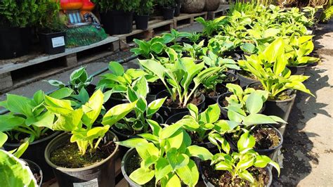 Приключения ЕЛЕНЫ в Садовом Центре 💫 Youtube