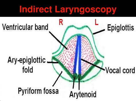 Cpt Code For Indirect Laryngoscopy At Carlos Snyder Blog