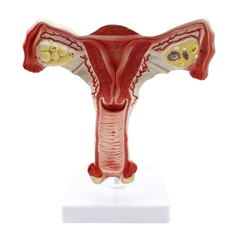 K99 Female Reproductive System Anatomical Model Internal Reproductive