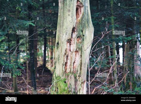 Old Rotten Tree Trunk Stock Photo Alamy