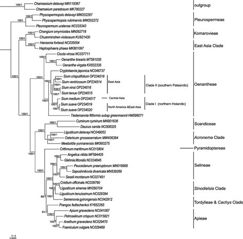 Phylogenetic Relationships Of 41 Species Inferred From Bayesian Download Scientific Diagram