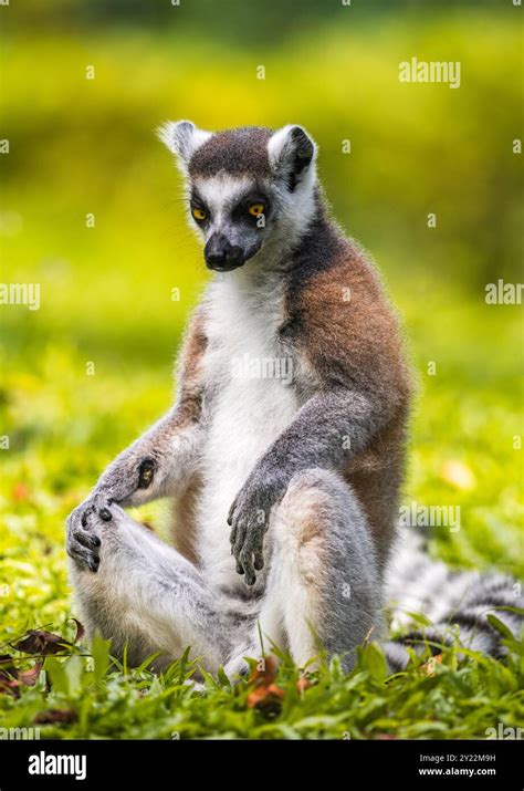 Ring Tailed Lemur Sitting On Lush Green Grass Portrait Photograph