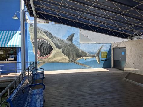 Mote Marine Laboratory And Aquarium Sarasota Fl Information Tickets