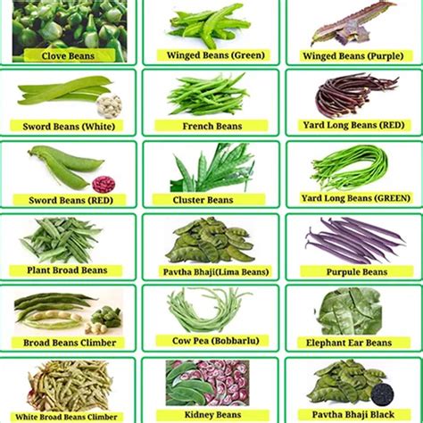 List All Types Of Beans The Ultimate List Of Rajma Varieties In Indian