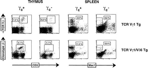 Flow Cytometric Analysis Of Thymocytes And Splenocytes Of γc⁺ And γc