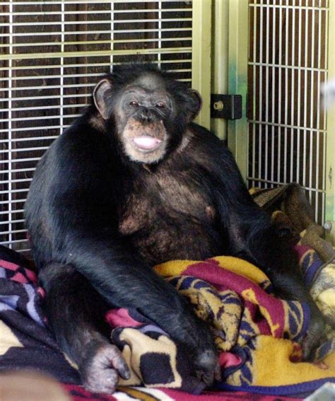 Chimp Attack Victim Charla Nash Rebuilding Life Boston Herald