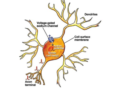 Susie Says Fire Up Your Dendrites