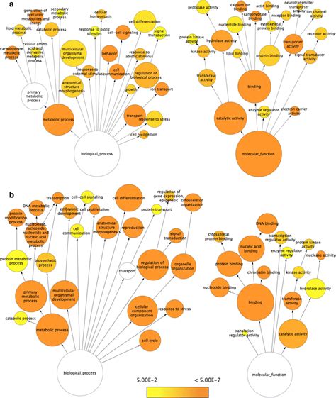 Cytoscape Bingo Visualization Of Overrepresented Gene Ontology Go Download Scientific Diagram