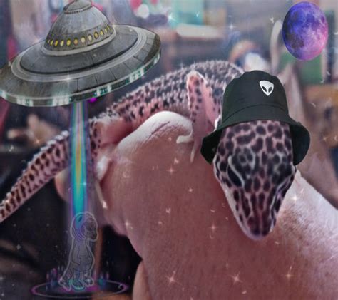 الفهد أبو بريص الخلفية تحميل إلى هاتفك النقال من Phoneky