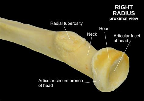 Radius Clinical Anatomy